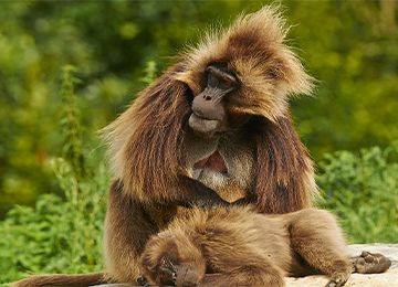 Gelada - Parc animalier in France in Auvergne Rhône-Alpes le PAL ...