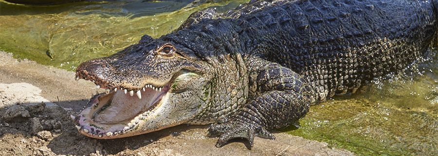 Alligators Park - Parc animalier in France in Auvergne Rhône-Alpes le ...