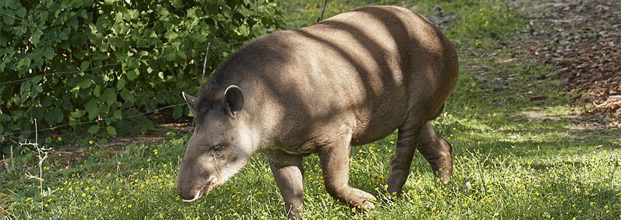 Tapir - Parc animalier in France in Auvergne Rhône-Alpes le PAL ...