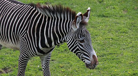 Zebra of Grevy - Parc animalier in France in Auvergne Rhône-Alpes le ...