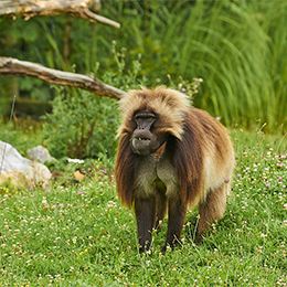 Gelada - Parc animalier in France in Auvergne Rhône-Alpes le PAL ...