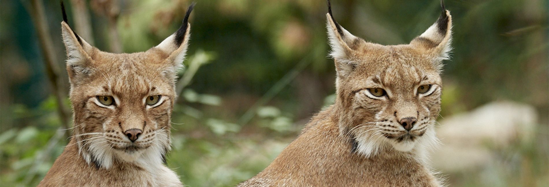 Eurasian lynx - Parc animalier in France in Auvergne Rhône-Alpes le PAL ...