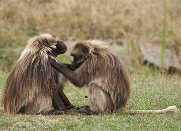 Gelada - Parc animalier in France in Auvergne Rhône-Alpes le PAL ...