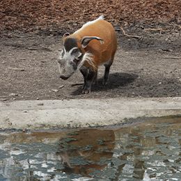 Potamochoerus - Parc animalier in France in Auvergne Rhône-Alpes le PAL ...