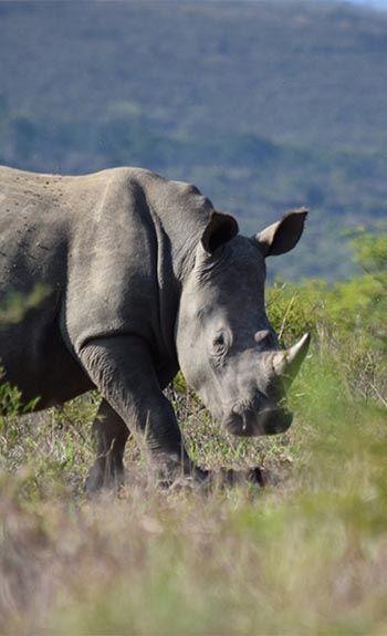 The consequences of poaching - The PAL Zoo and Amusement Park in France