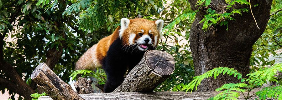 Knowing and Protecting the Red Panda: make a donation to the CPPR ...