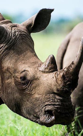 The consequences of poaching - The PAL Zoo and Amusement Park in France